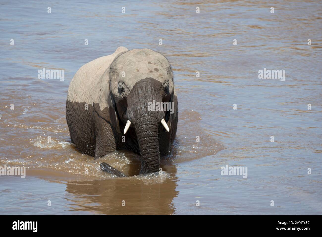 An African elephant (Loxodonta africana) is crossing the Mara River in ...