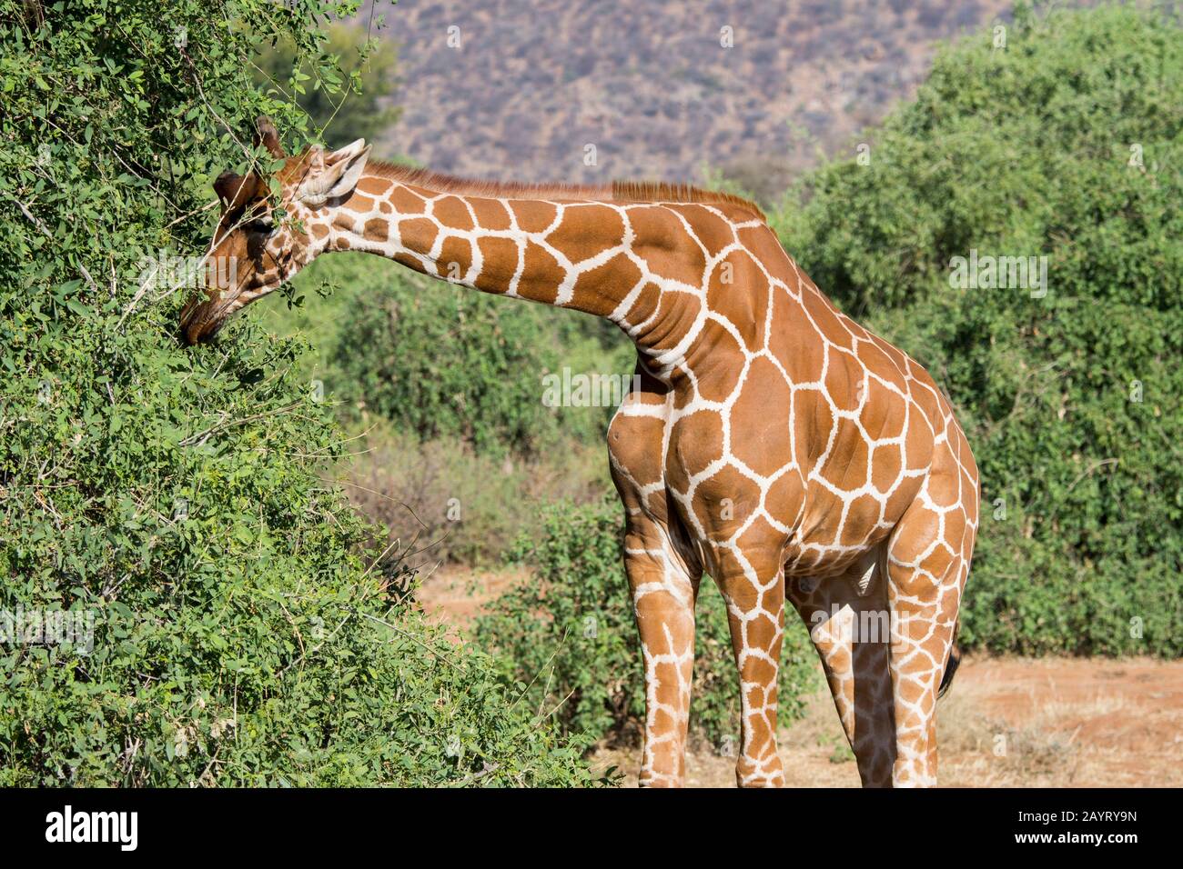 A reticulated giraffe (Giraffa reticulata) is browsing on a tree in ...