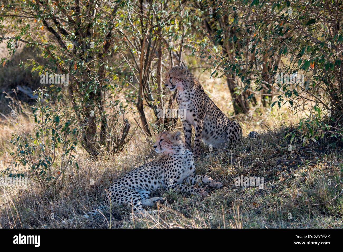 Cheetah in the heat hi-res stock photography and images - Alamy