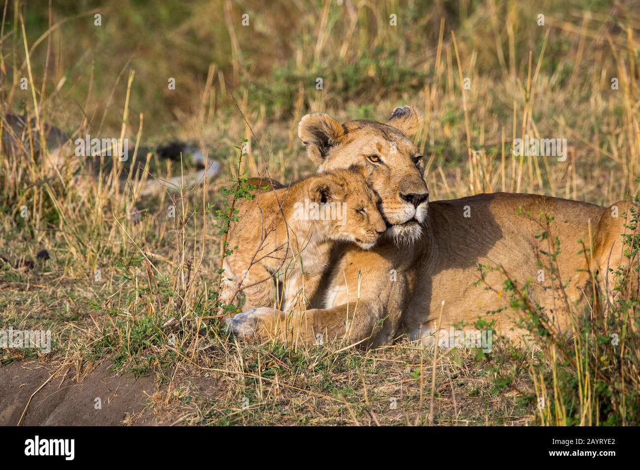 Lioness (Panthera leo) and a cub in the Masai Mara National Reserve in ...
