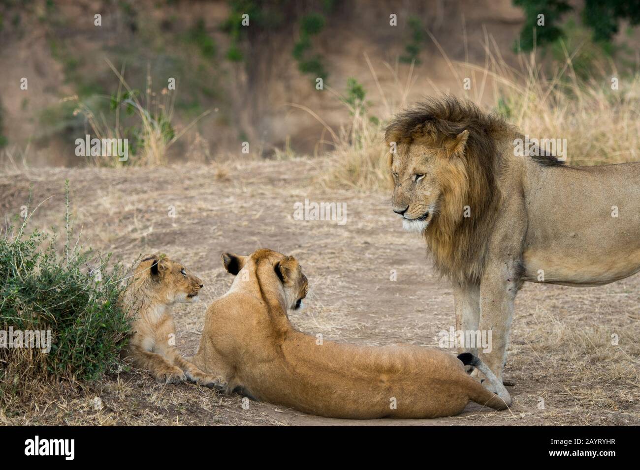 A male lion (Panthera leo) and lioness in the Masai Mara National ...