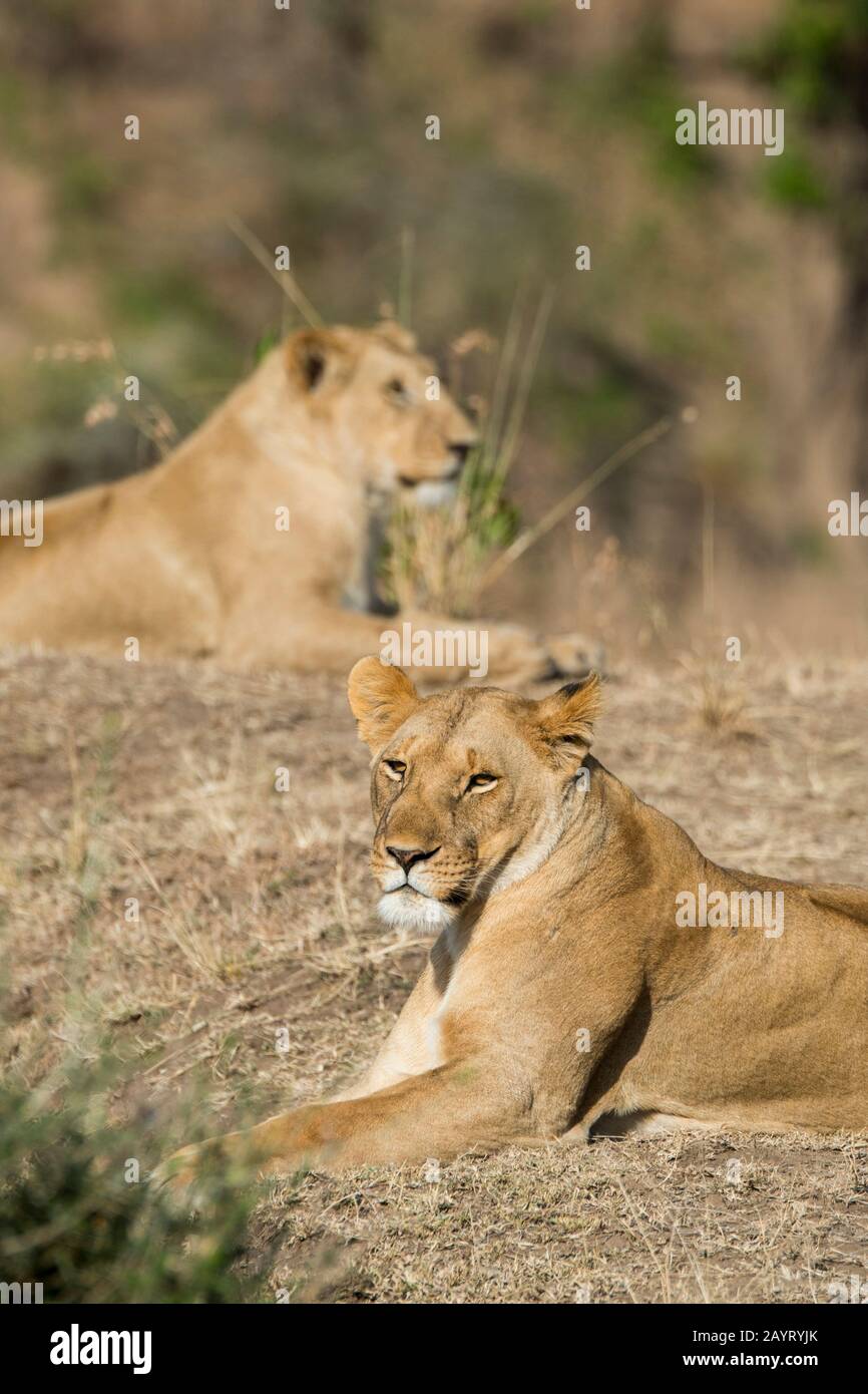 Lionesses (Panthera leo) laying on the banks of the Mara River in the ...