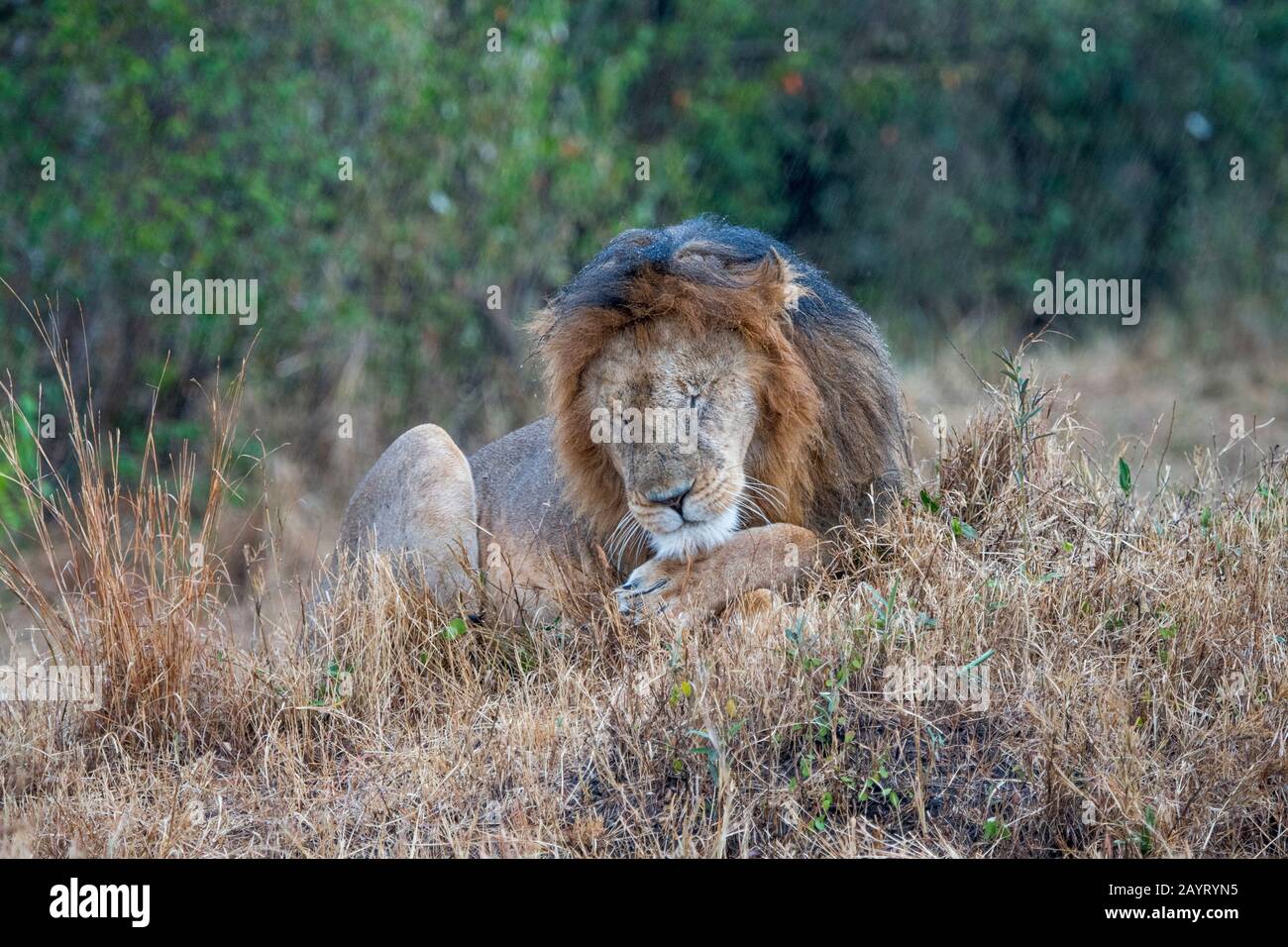 A sleepy and wet male lion (Panthera leo) during a rainstorm in the ...