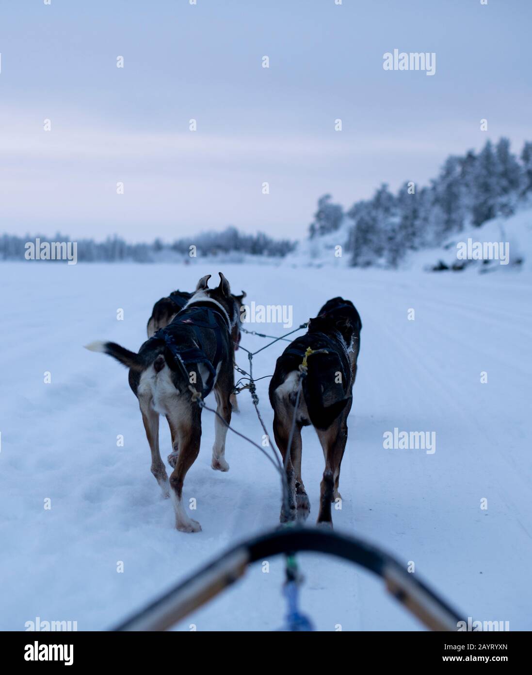 Canada dog sled hi-res stock photography and images - Alamy