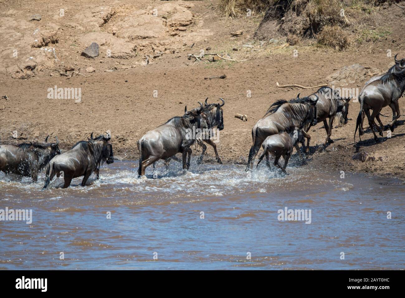 Wildebeests, also called gnus or wildebai, are coming ashore after crossing the Mara River in ...