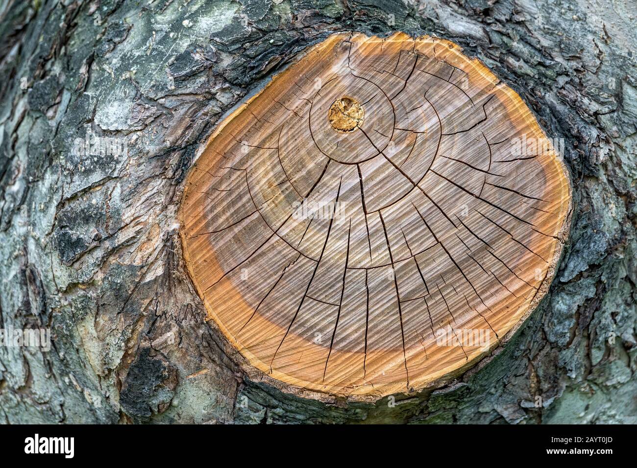 Cut wood texture. Close-up of cut tree trunk. Natural background Stock ...