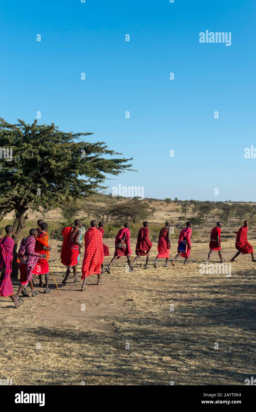 Young Maasai men performing a traditional jumping dance in the Masai ...