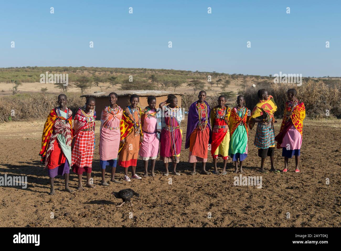 Maasai Women Performing A Traditional Welcome Dance In The Masai Mara