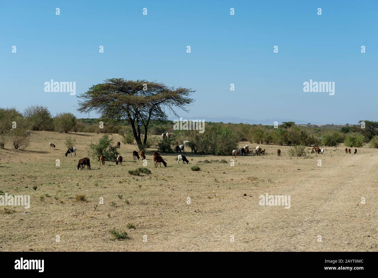 Sheep grazing near a Maasai village in the Masai Mara in Kenya Stock ...