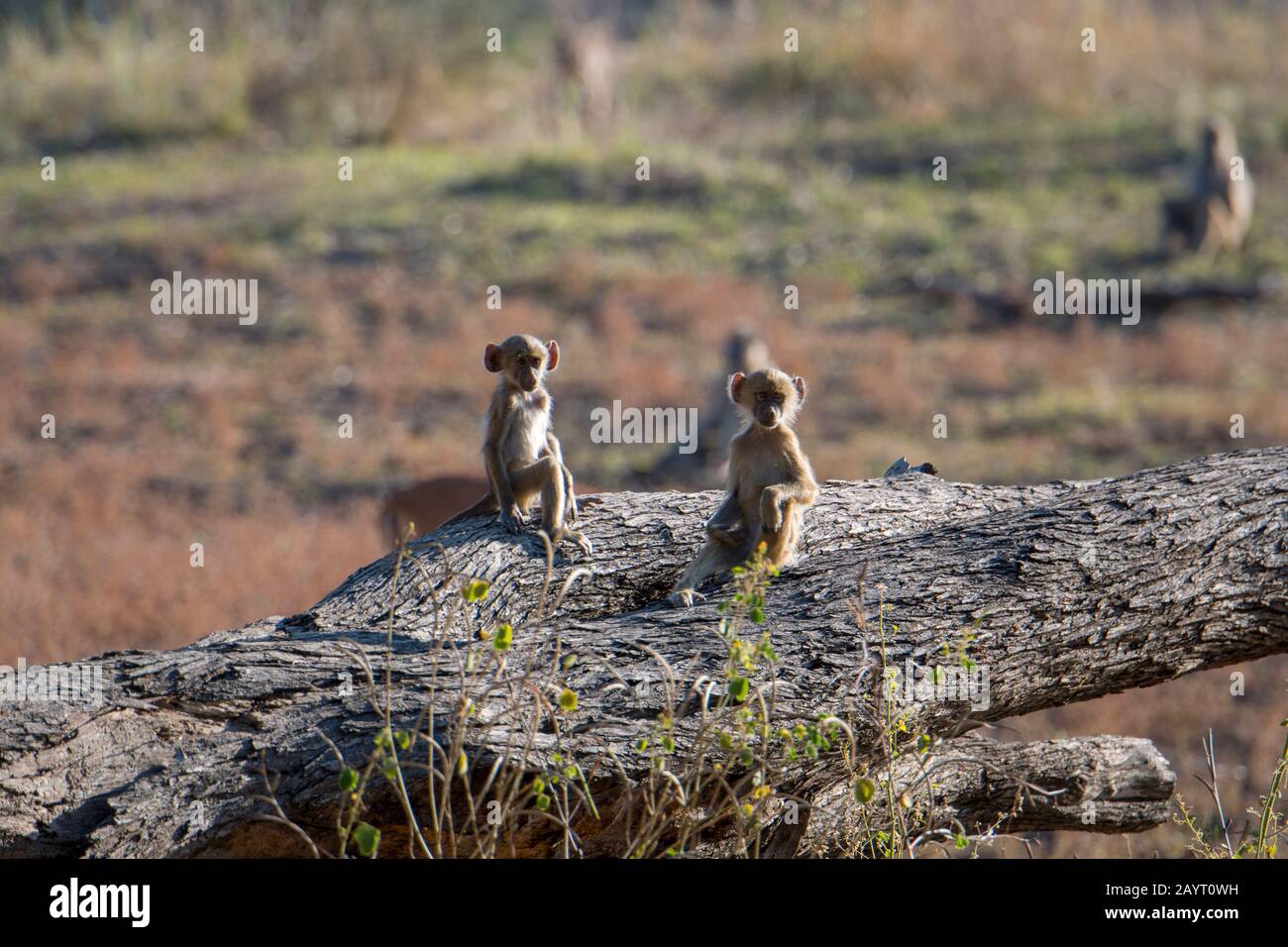 Baby baboons in tree hi-res stock photography and images - Alamy