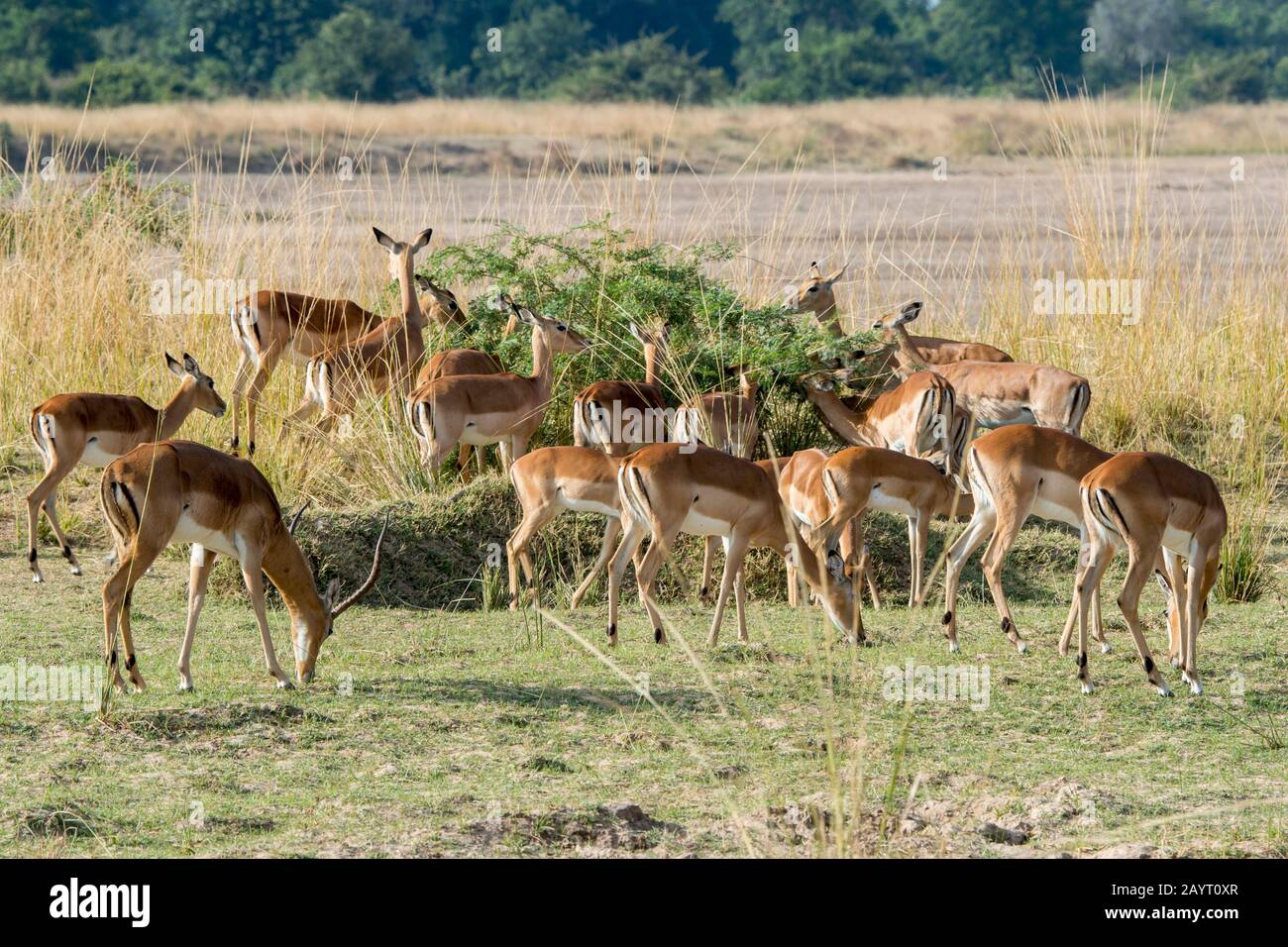 Browser and a grazer hi-res stock photography and images - Alamy