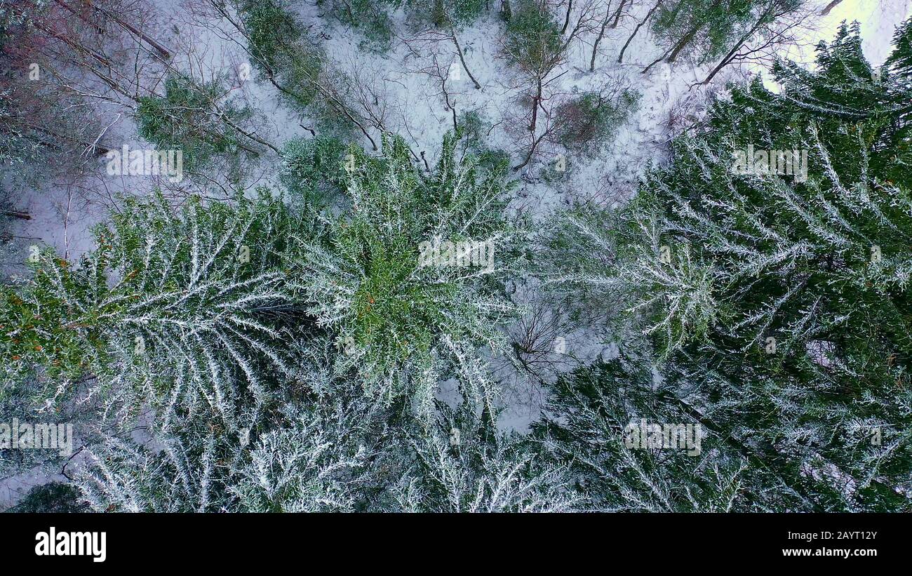 Flight over a fir forest in winter - snow capped trees Stock Photo - Alamy