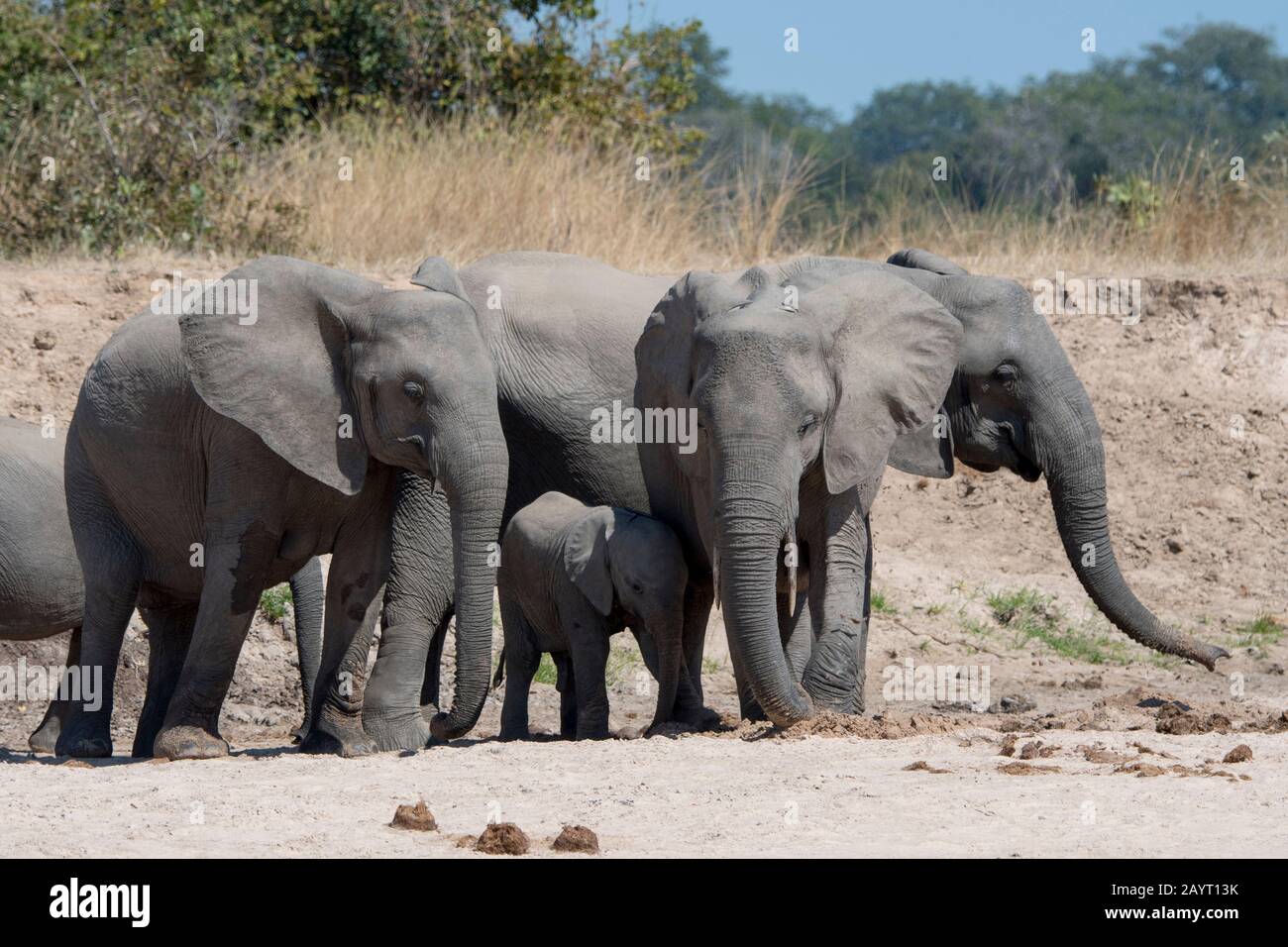 African elephants (Loxodonta africana) with baby digging for water and ...