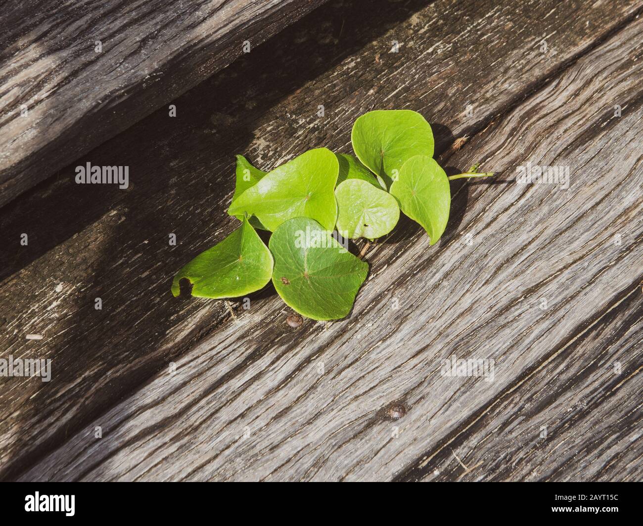 Green plant vine leaves growing up between the cracks in brown grainy ...