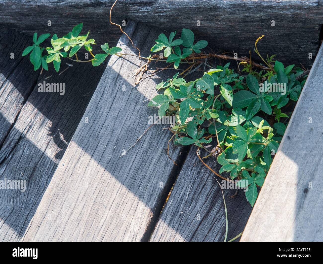 Green plant Growing between the cracks on weathered wooden stairs at ...