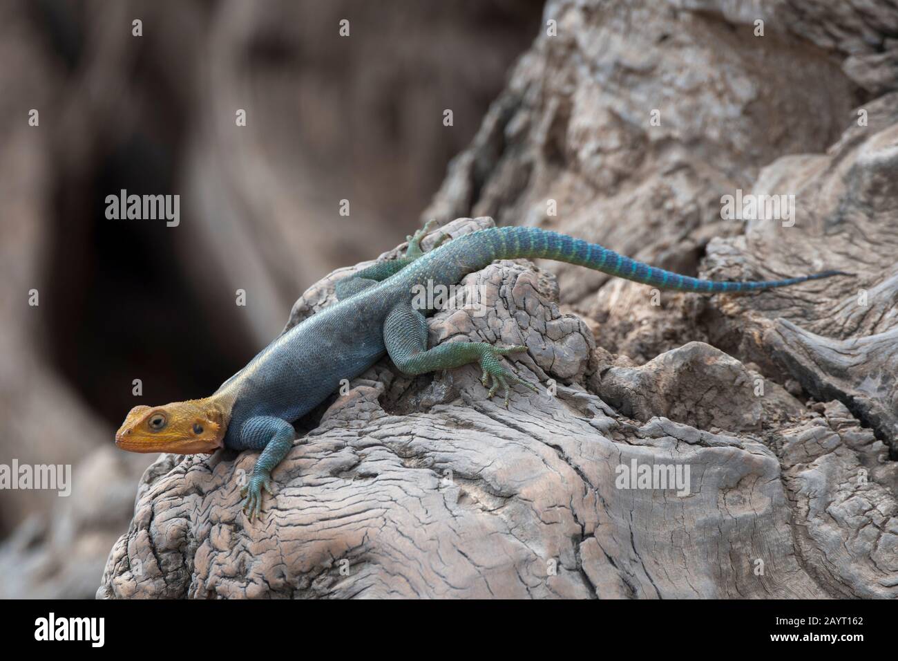 A male Agama lizard sitting on a tree trunk in Amboseli National Park ...