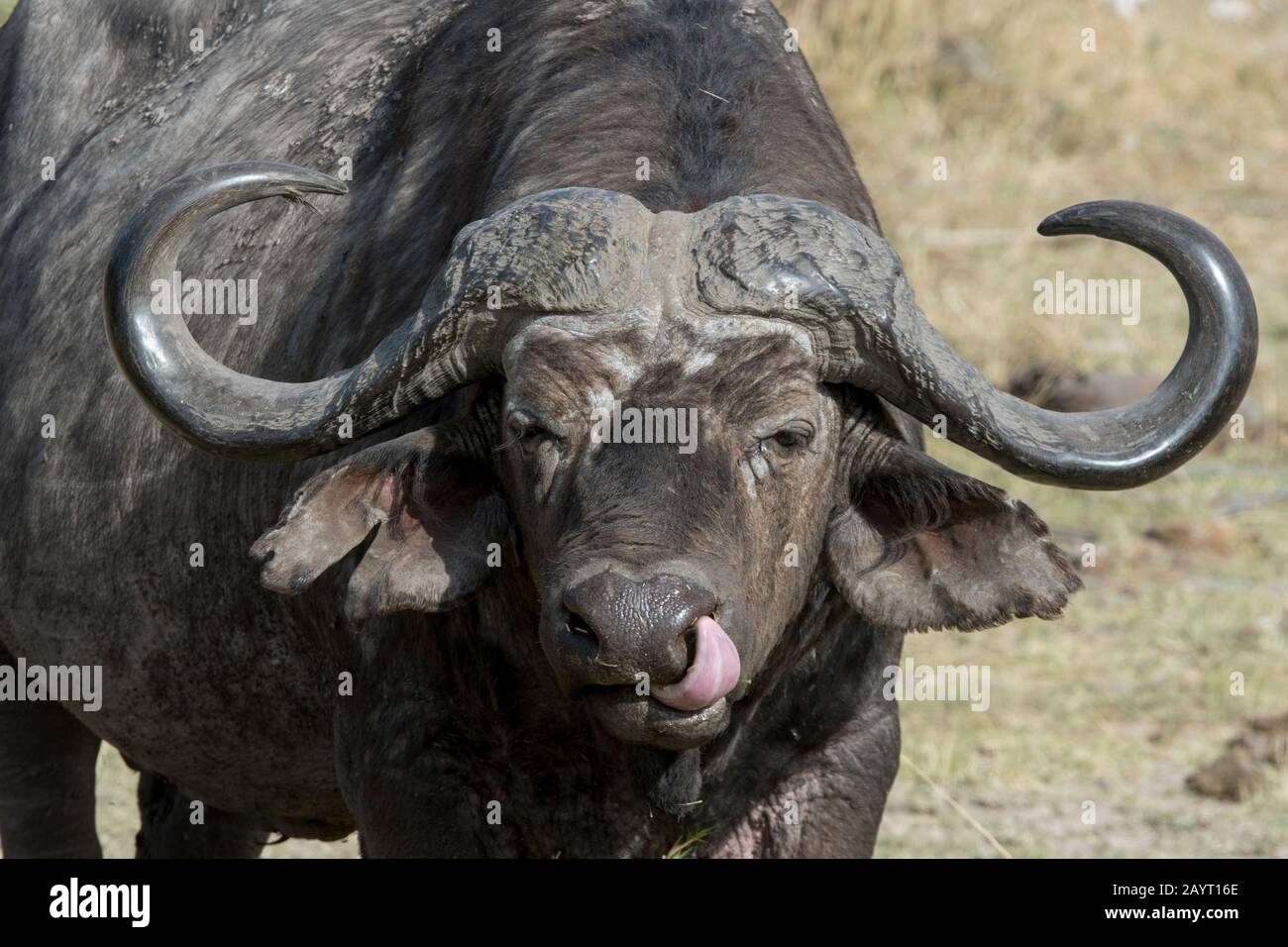 Portrait of a Cape buffalo in Amboseli National Park, Kenya Stock Photo ...