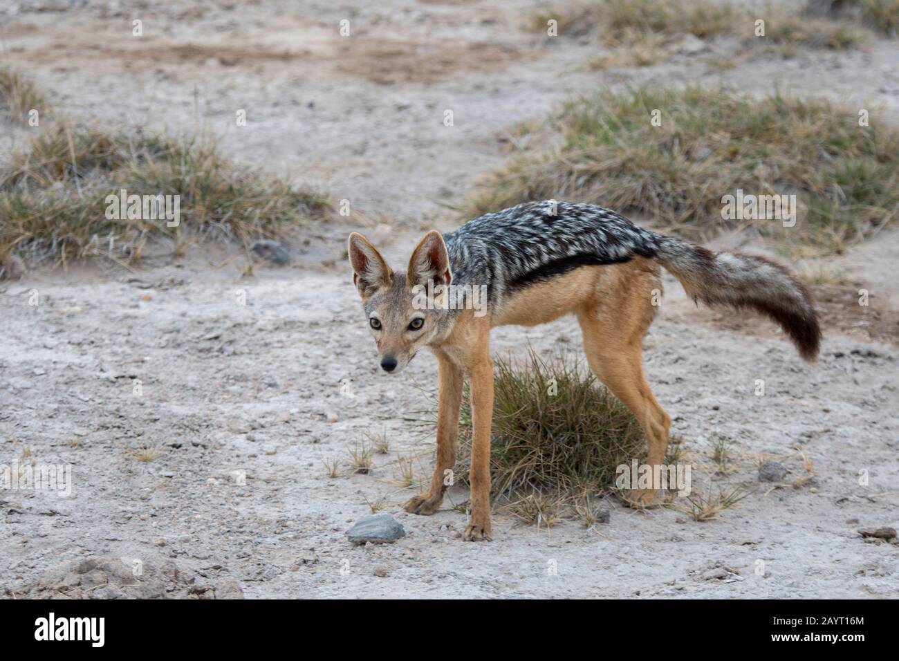 Silver backed jackal hi-res stock photography and images - Alamy