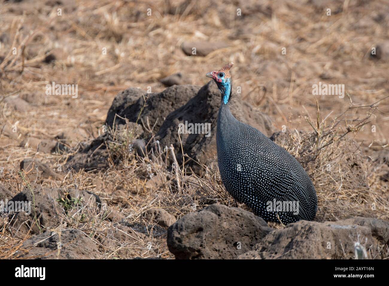 Helmeted guineafowl (Numida meleagris) in Amboseli National Park, Kenya ...