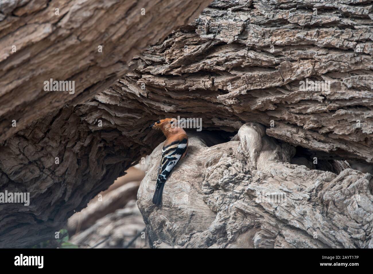 An African hoopoe (Upupa epops) is sitting at the nest site in an old ...
