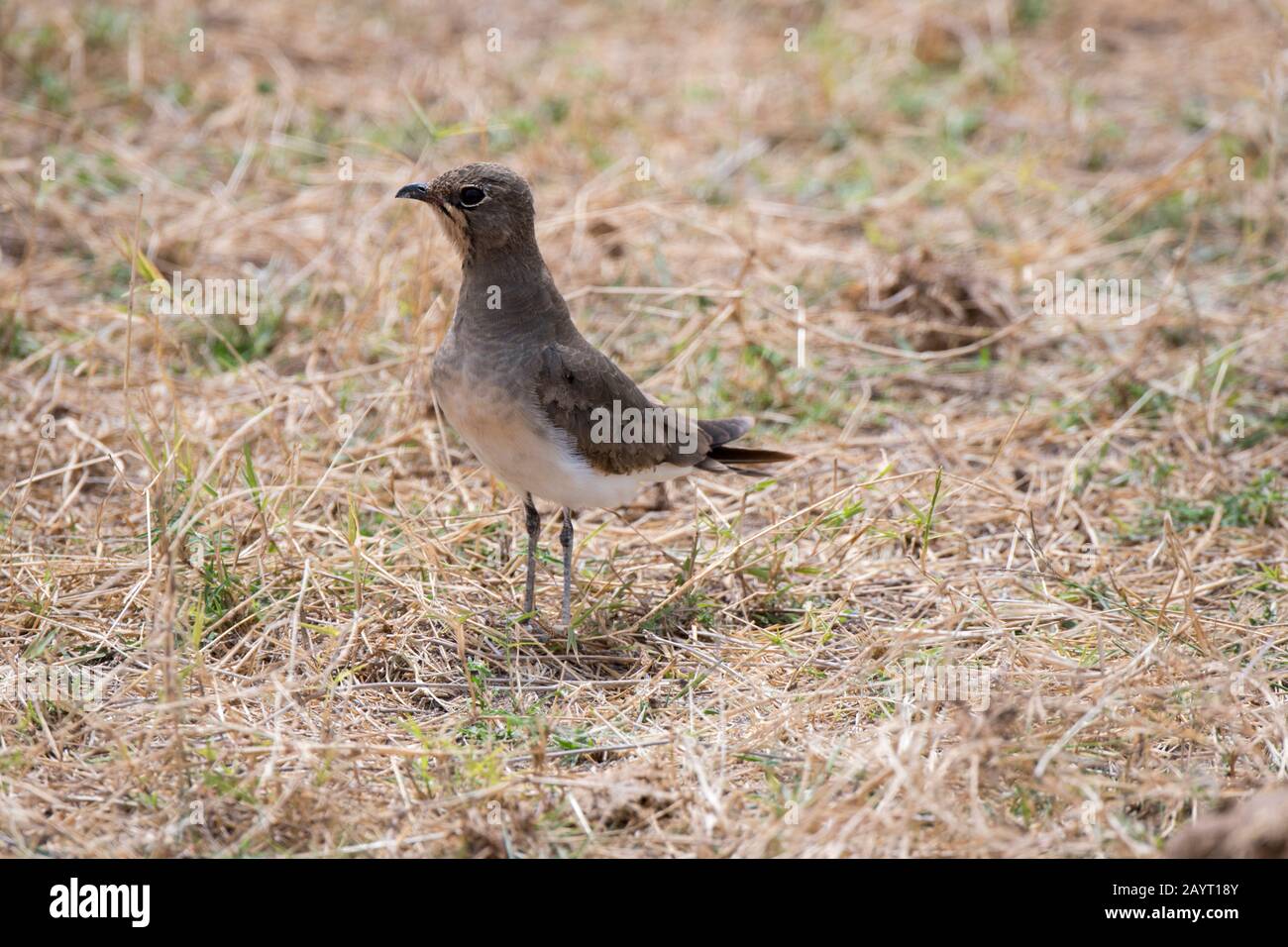 African pratincole hi-res stock photography and images - Alamy
