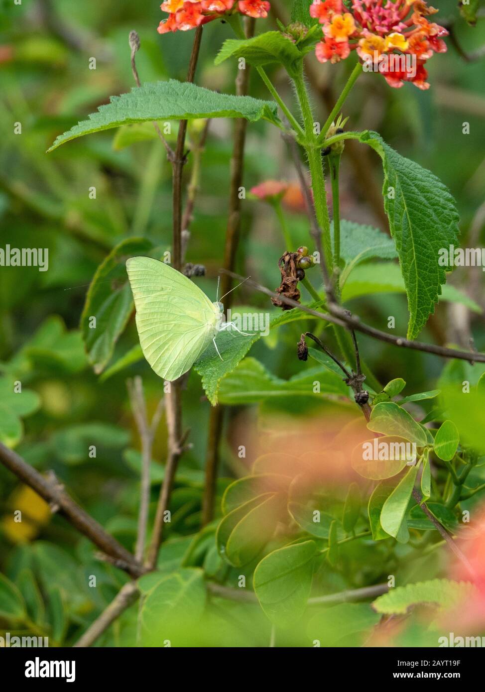 Lemon Migrant or common Emigrant Butterfly on Lantana Bush, Australian ...