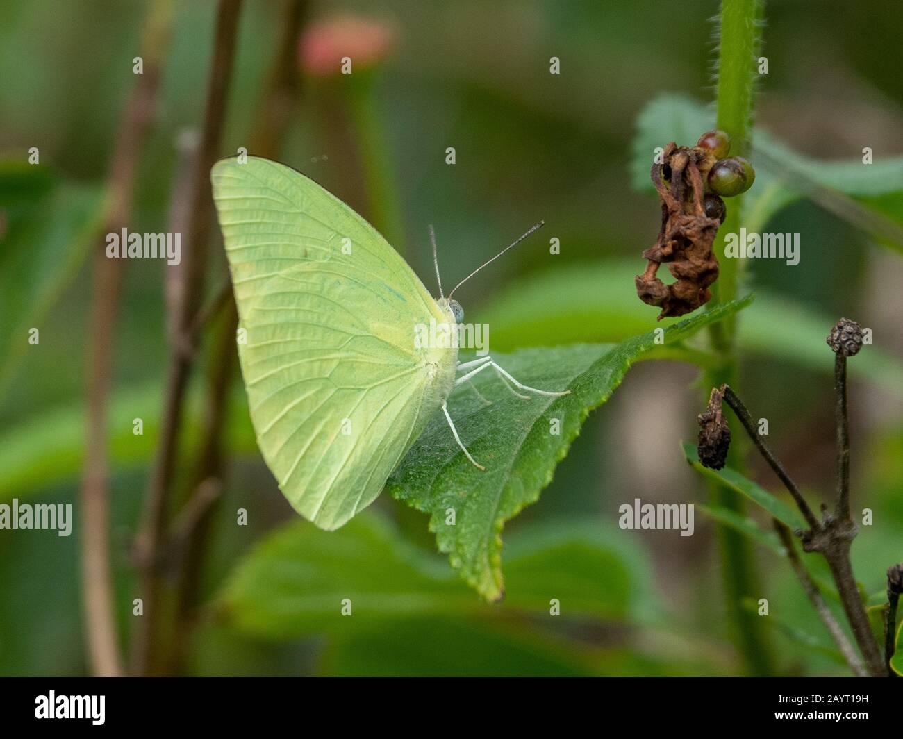 Australian lemon leaf hi-res stock photography and images - Alamy