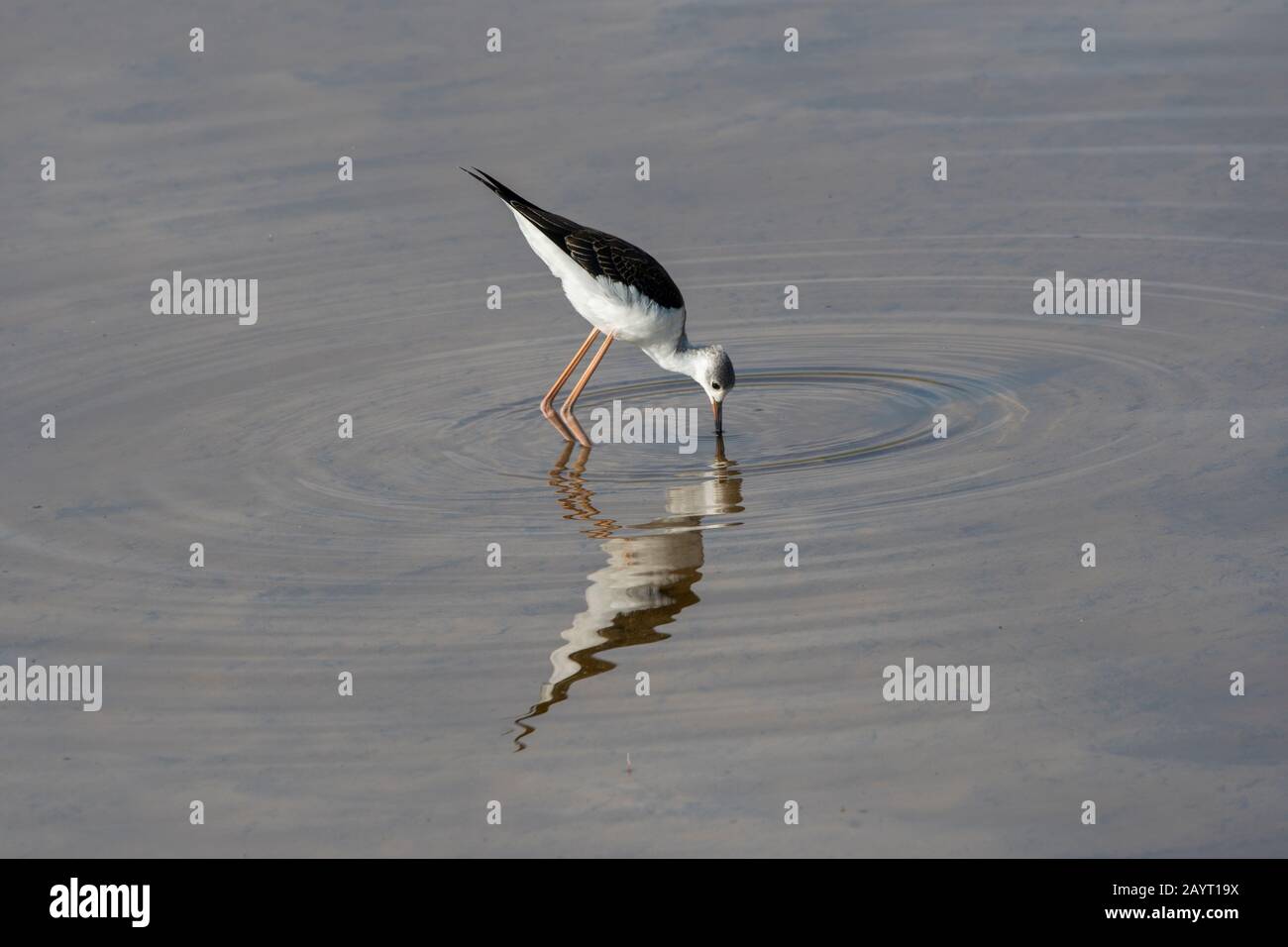 A black-winged stilt, common stilt, or pied stilt (Himantopus ...