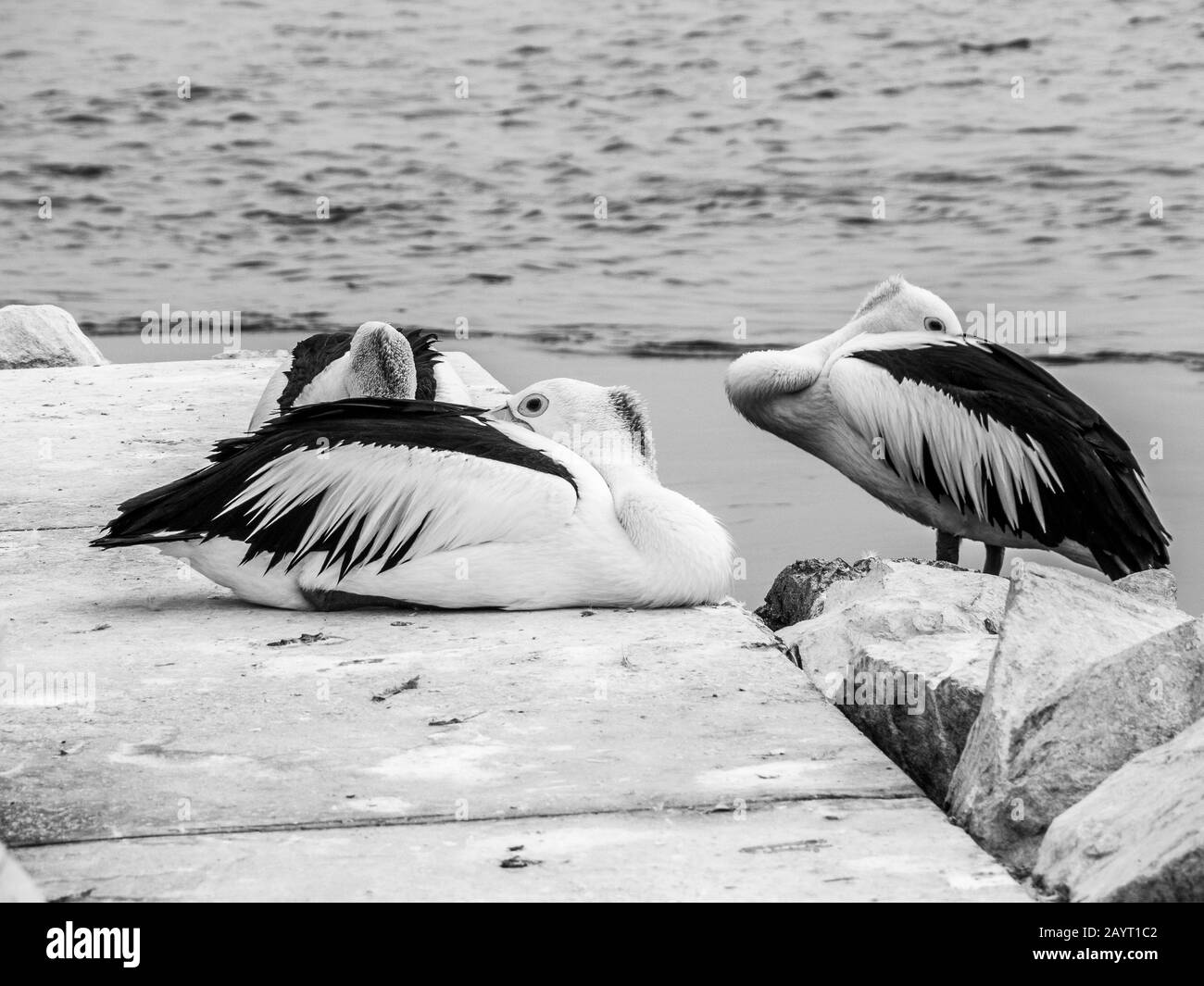 Australian pelican sleeping Black and White Stock Photos & Images - Alamy