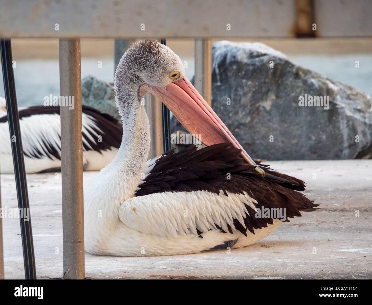 Australian birds, Pelican closeup, A large black and white feathered ...