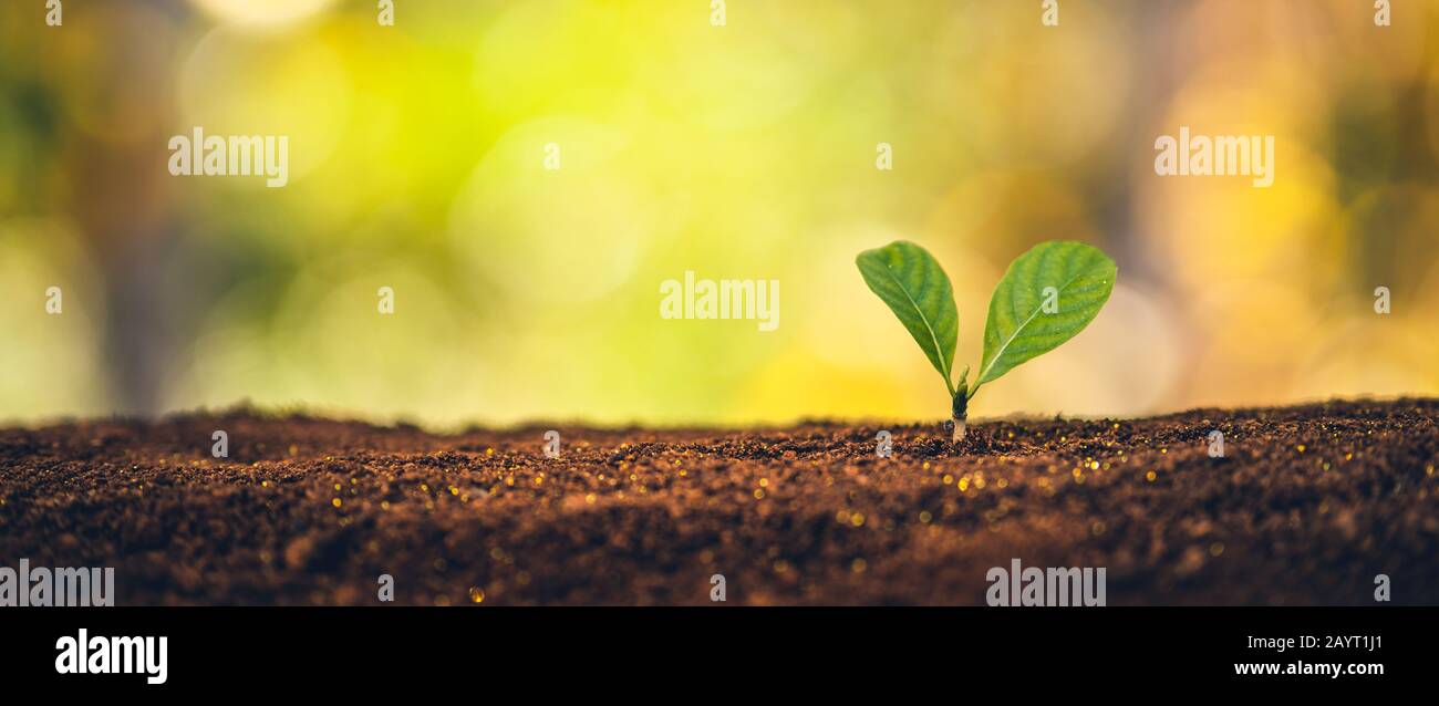 Planting trees - growing trees in a row and golden background Stock ...