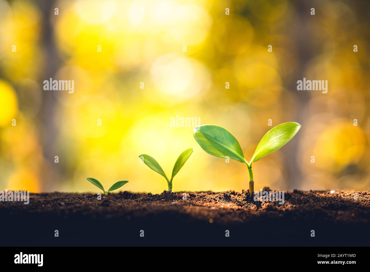 Growth - the growth of trees lined up and the golden background Stock ...