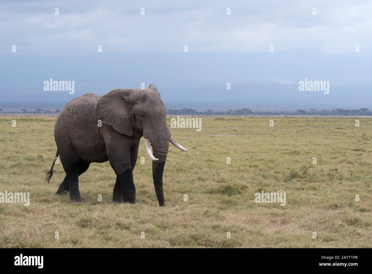Elephant mating hi-res stock photography and images - Alamy