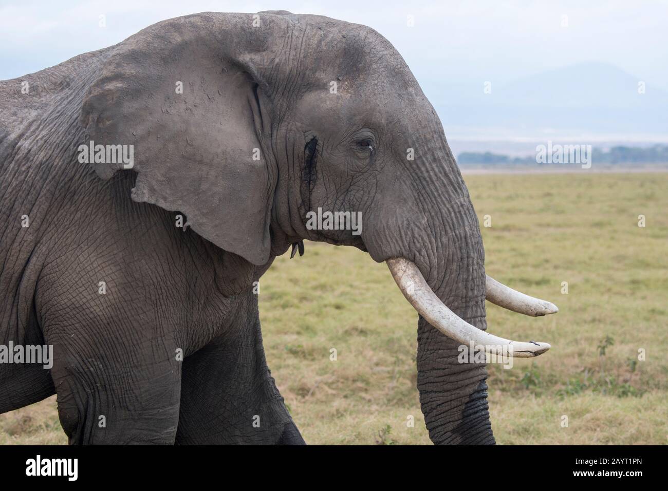 Elephant mating hi-res stock photography and images - Alamy