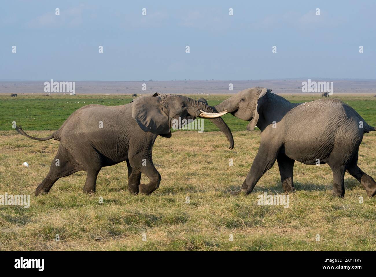 African elephants (Loxodonta africana) play-fighting in Amboseli National Park in Kenya Stock ...