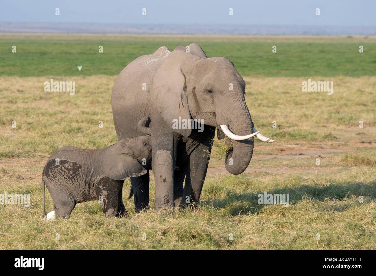 Baby elephant nursing hi-res stock photography and images - Alamy