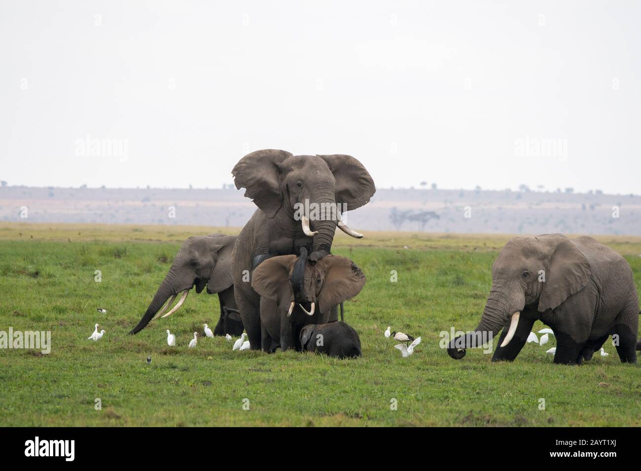 Elephants mating hi-res stock photography and images - Alamy