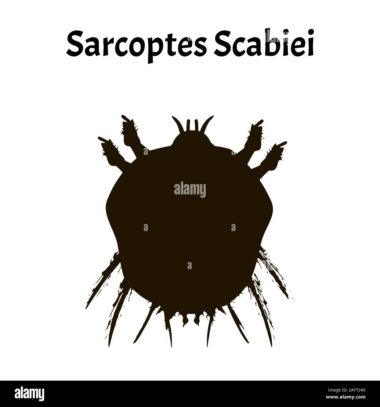 Sarcoptes scabiei. scabies. Sexually transmitted disease. Infographics ...