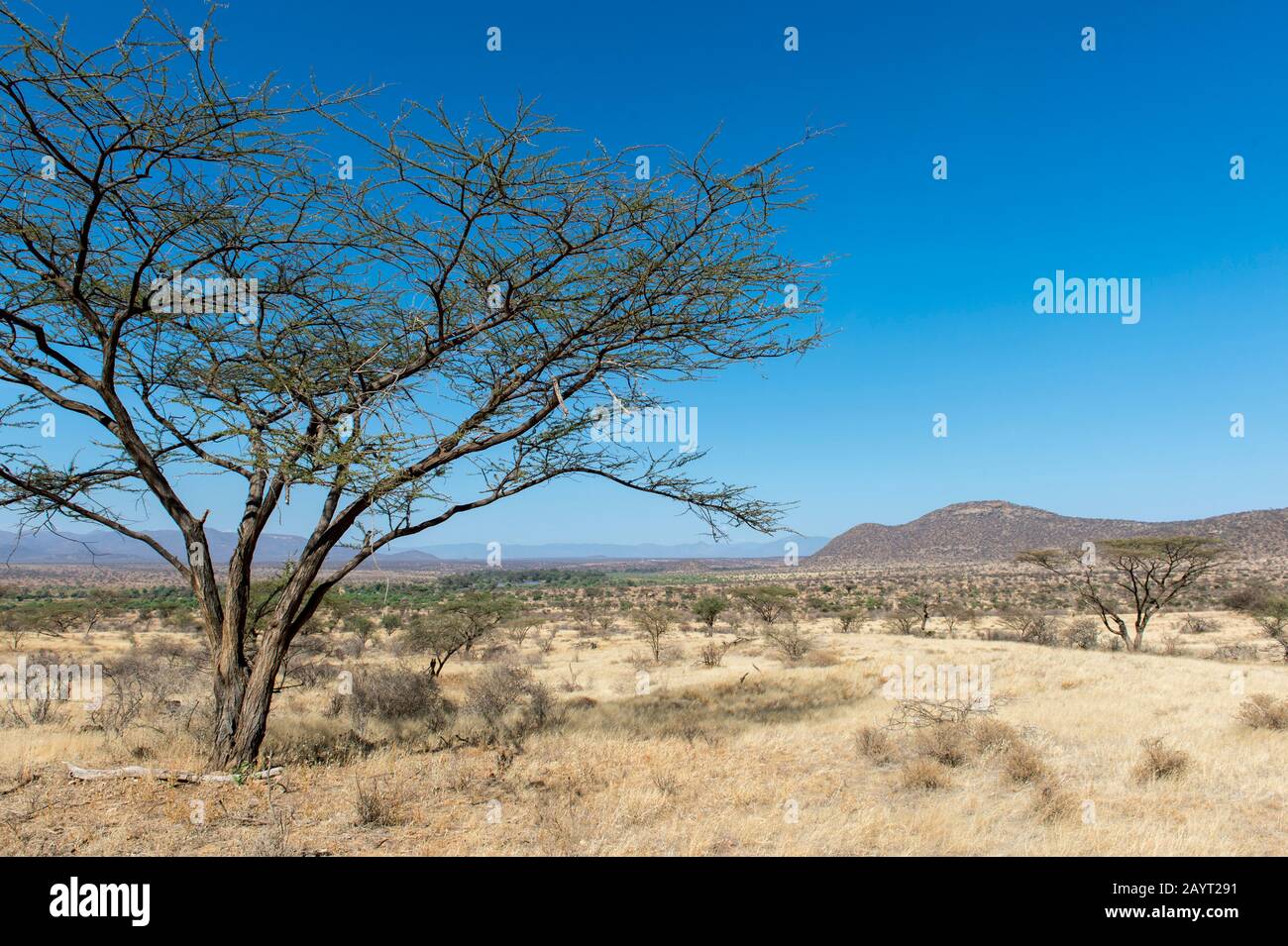 Dry landscape in the Samburu National Reserve in Kenya Stock Photo - Alamy