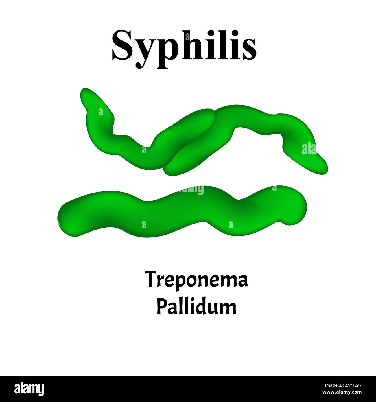 Syphilis. Treponema pallidum, Spirochaetaceae. Bacterial infections ...