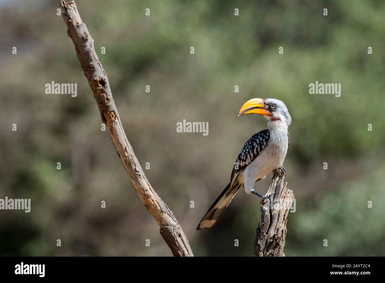 A yellow-billed hornbill is sitting on top of a tree stump in the ...