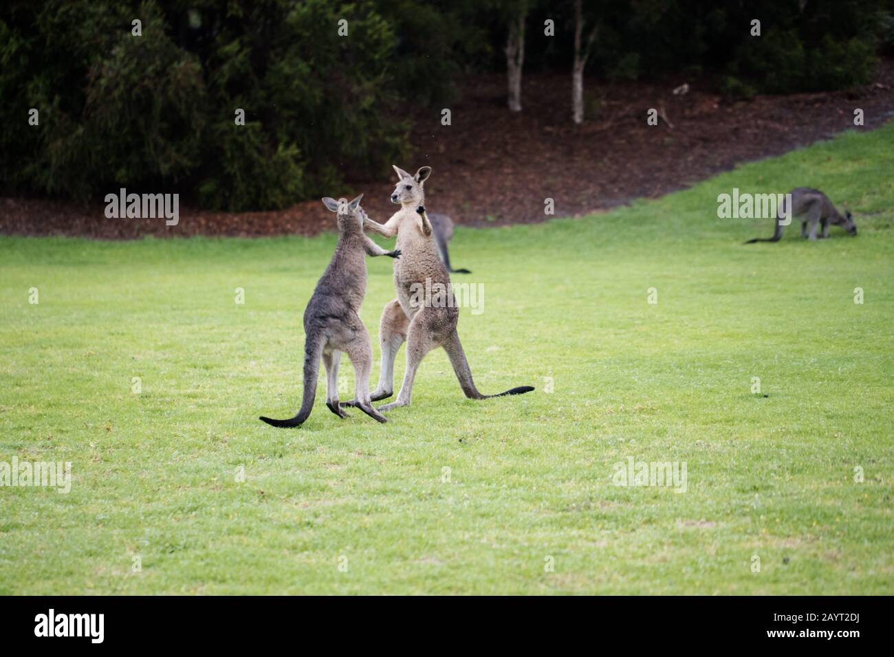 Eastern grey kangaroo macropus giganteus with young animal hi-res stock ...