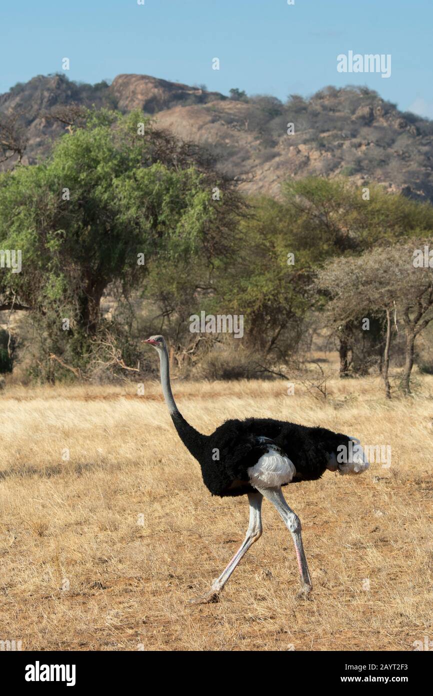 A male Somali ostrich (Struthio molybdophanes) in the Samburu National ...