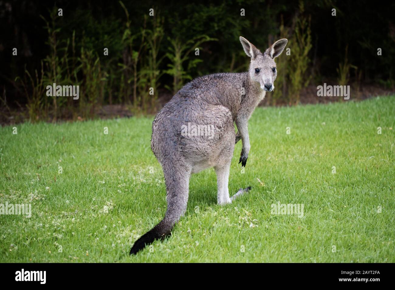 Australian bushes kangaroo tail hi-res stock photography and images - Alamy