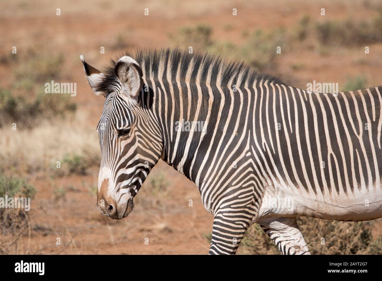 Portrait of an endangered Grevy?s zebra (Equus grevyi) in Samburu ...