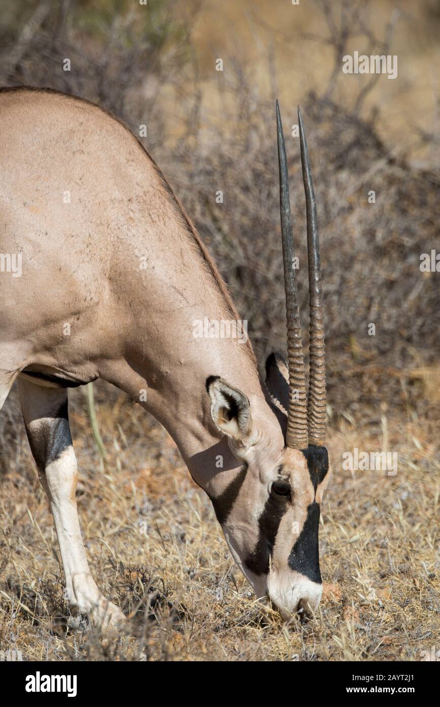 Close-up of an East African Oryx (Oryx beisa) grazing in Samburu ...