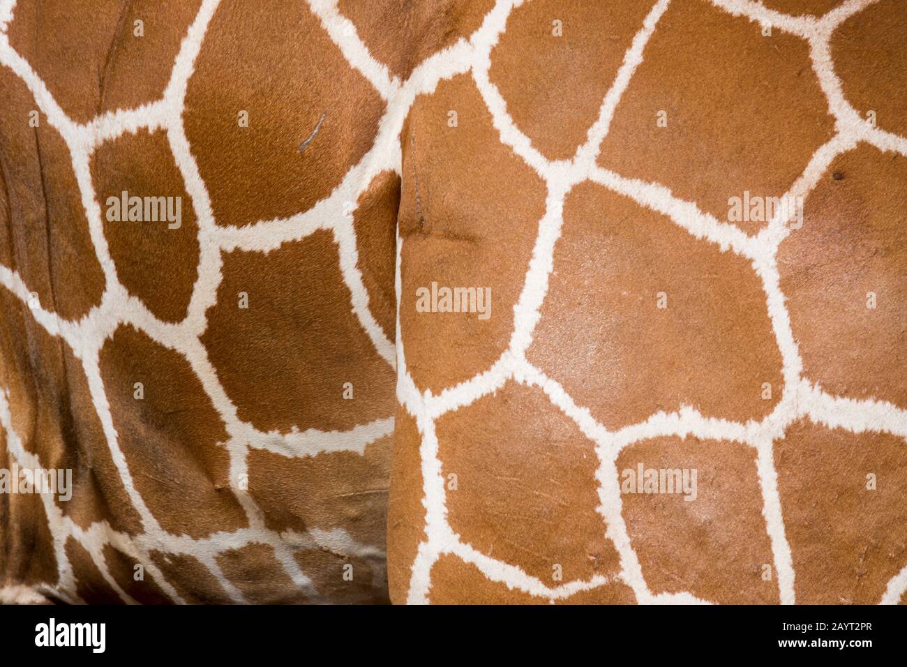 Close-up of the pattern of a reticulated giraffe (Giraffa reticulata ...