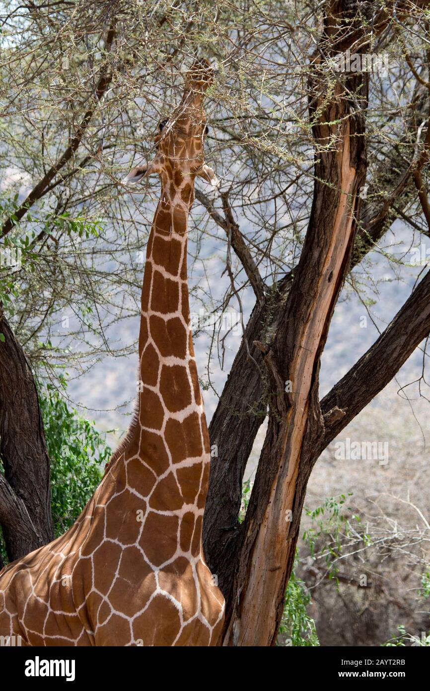 A reticulated giraffe (Giraffa reticulata) is browsing on a tree in ...