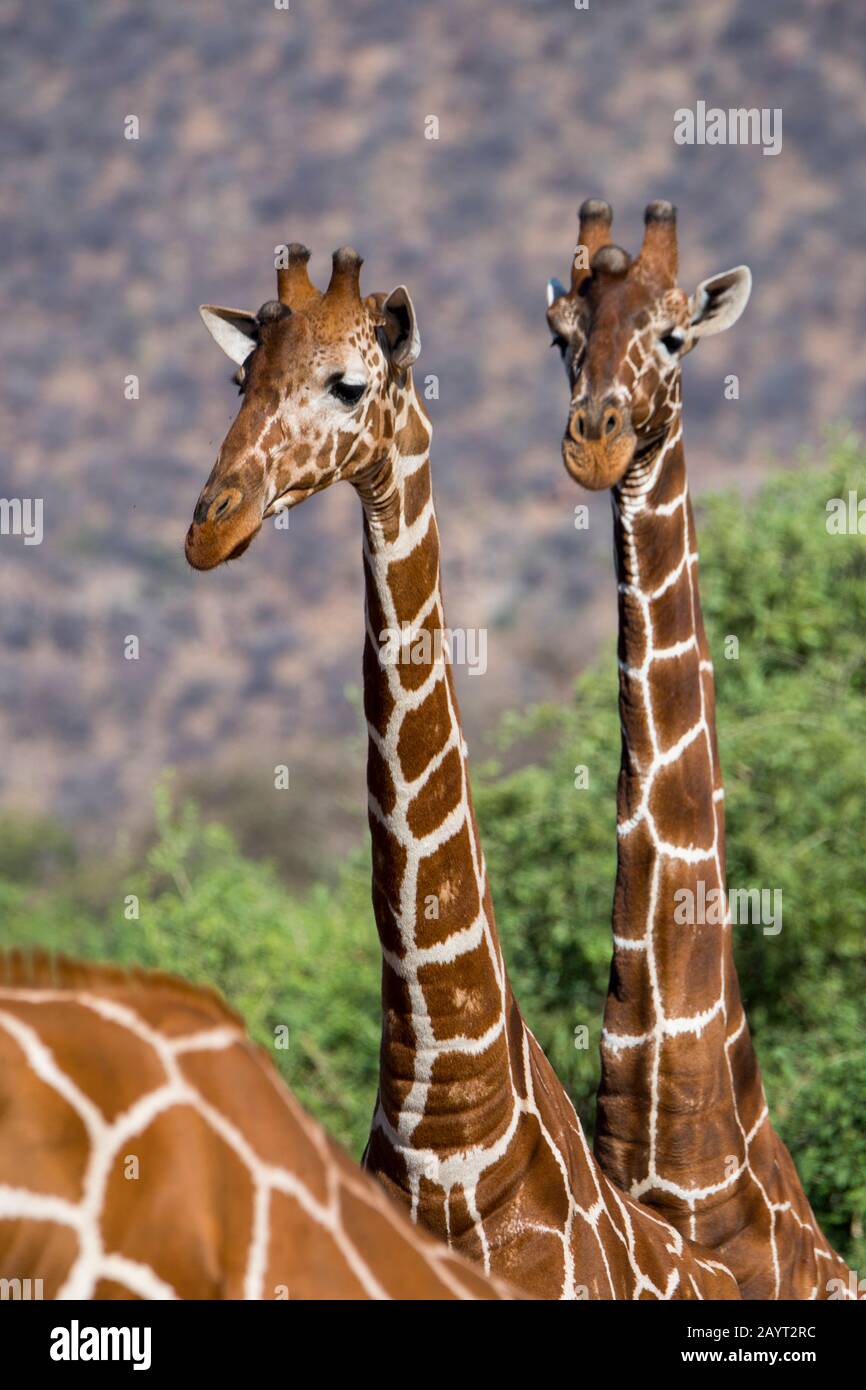 Portrait of reticulated giraffes (Giraffa reticulata) in Samburu ...