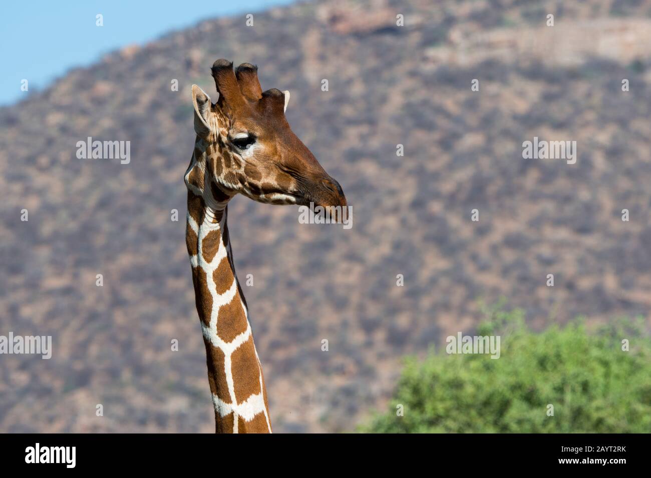 Portrait of a reticulated giraffe (Giraffa reticulata) in Samburu ...